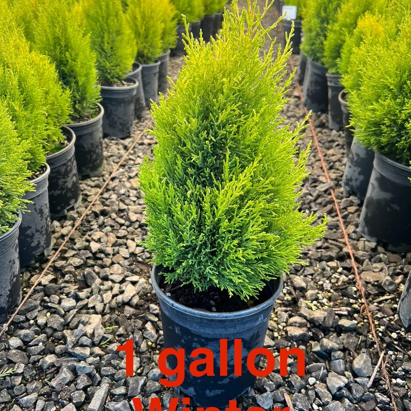 Dwarf Cypress - Etsy