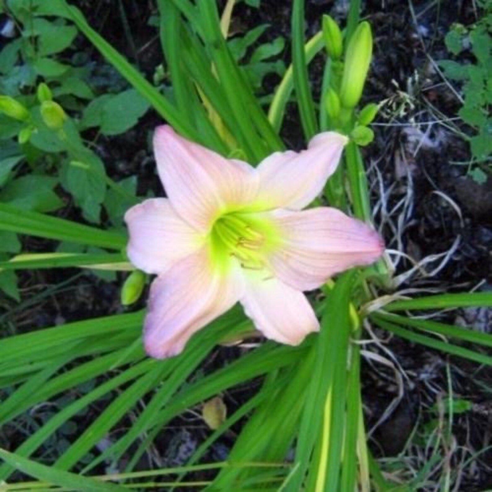 Hemerocallis 'catherine Woodbury' | Creamy Pink and Yellow Daylily ...