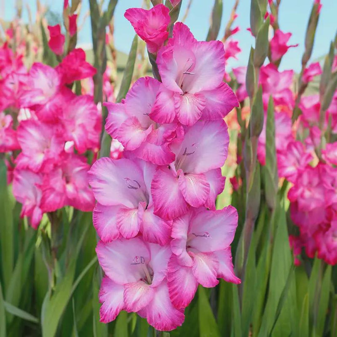 Gladiolus 'cantate' | Pink Sword Lily, Tall Cut Flowers - Spring Bulbs ...