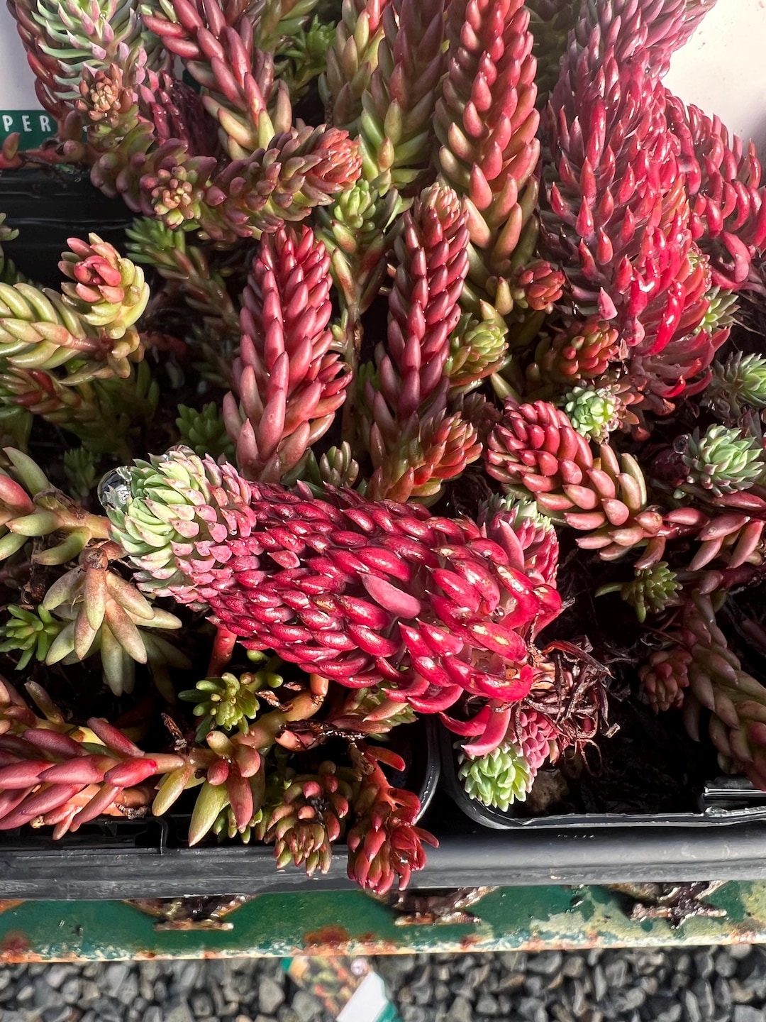Sedum 'red Wiggles' | Red and Green Stonecrop Succulent - Etsy