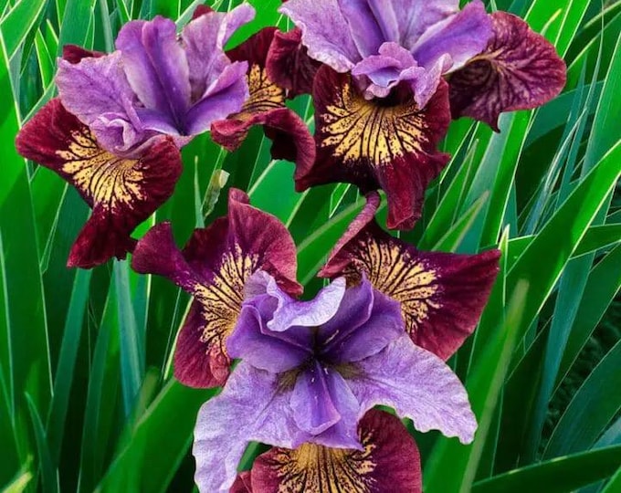Iris Sibirica 'peacock Butterfly Miss Apple' | Double Flowering ...