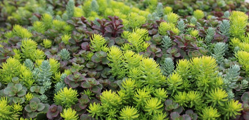 Sedum Cuttings | Grower’s Choice | Cold Hardy Succulent Groundcover - Etsy