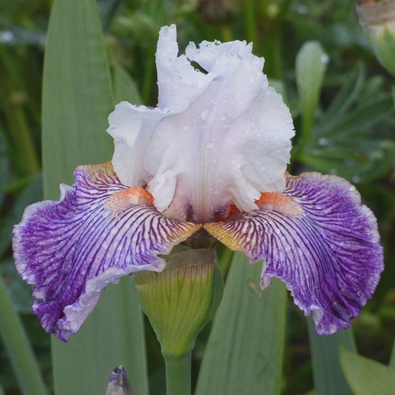 Iris 'crow's Feet' | Bearded Iris | Reblooming Perennial | 1 Bareroot ...