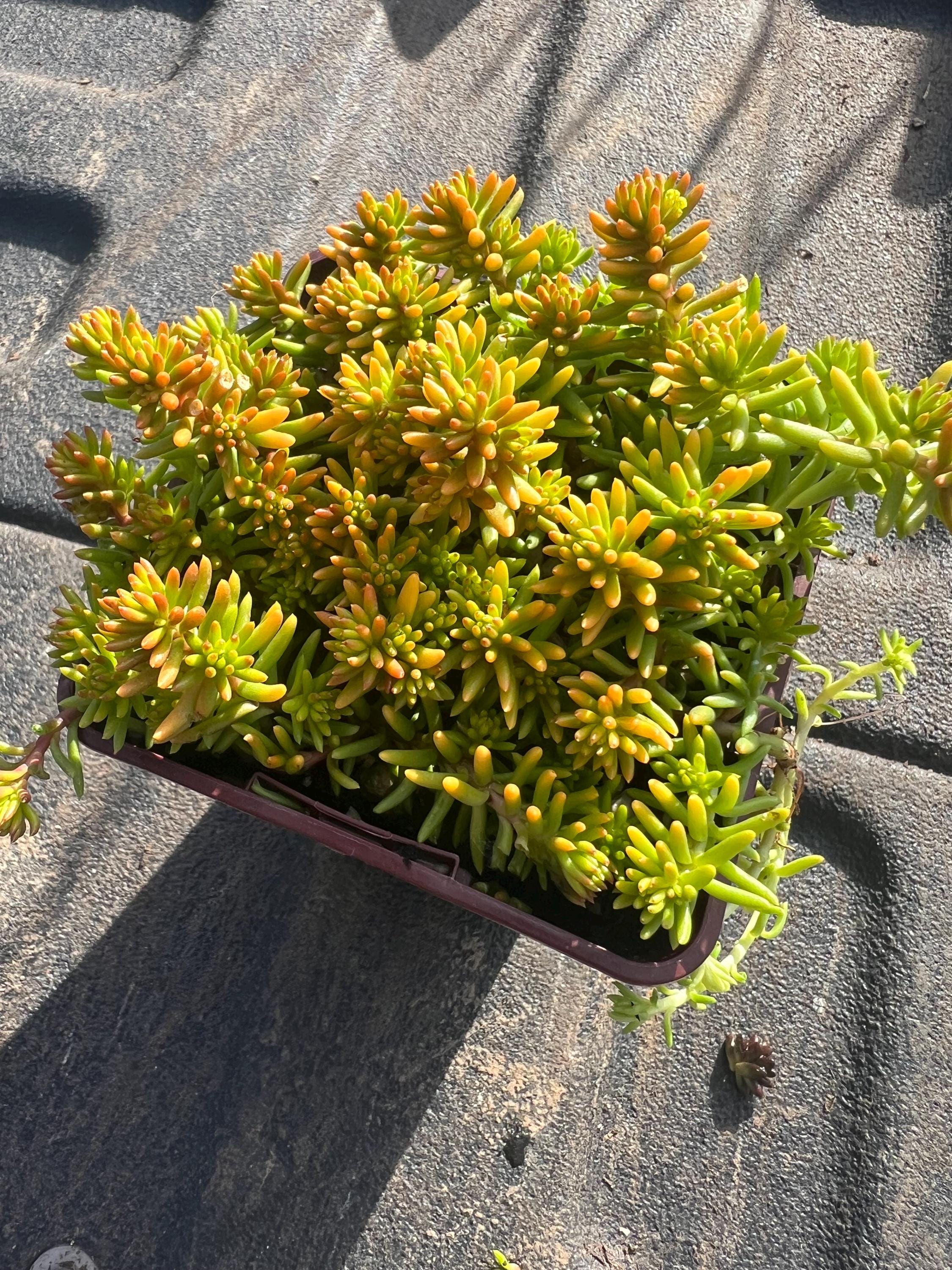 Sedum Reflexum 'angelina Teacup' | Golden Stonecrop | Drought-tolerant ...