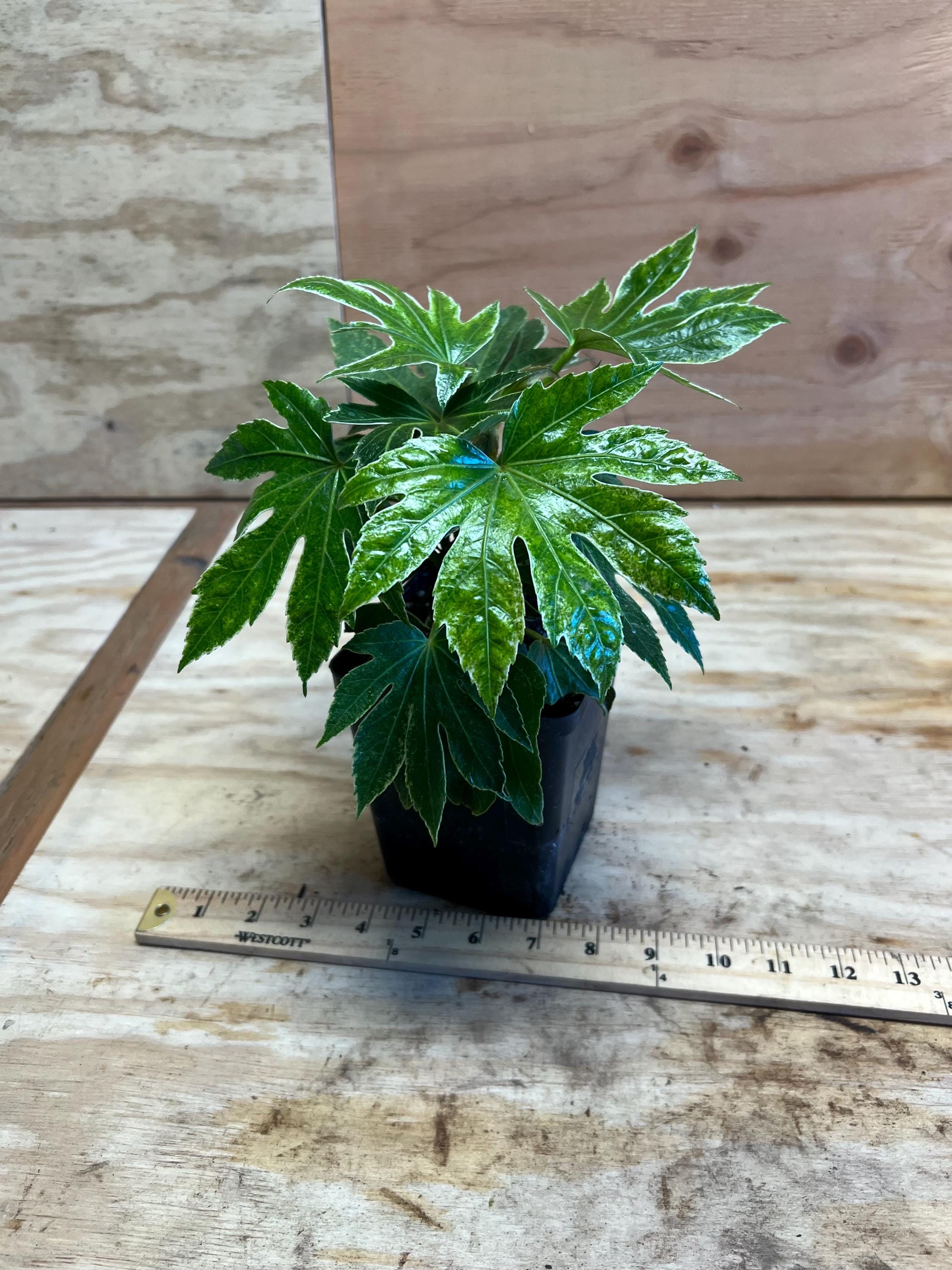 Fatsia Japonica 'spider’s Web' | Variegated Japanese Aralia, Unique ...