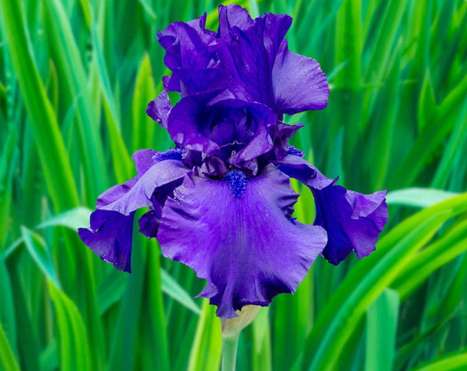 Iris Dusky Challenger, Deep Purple Bearded Iris - 1 Bareroot Bulb - Etsy