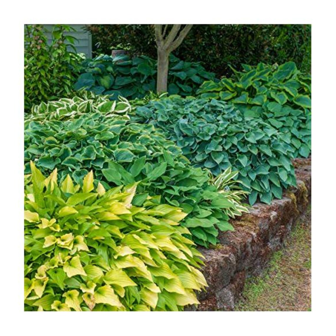 Hosta - 5-10 Different Hosta Varieties | Grower's Choice Selection ...