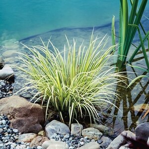 Acorus Gramineus 'ogon' | Golden Sweet Flag, Evergreen Ornamental Grass ...