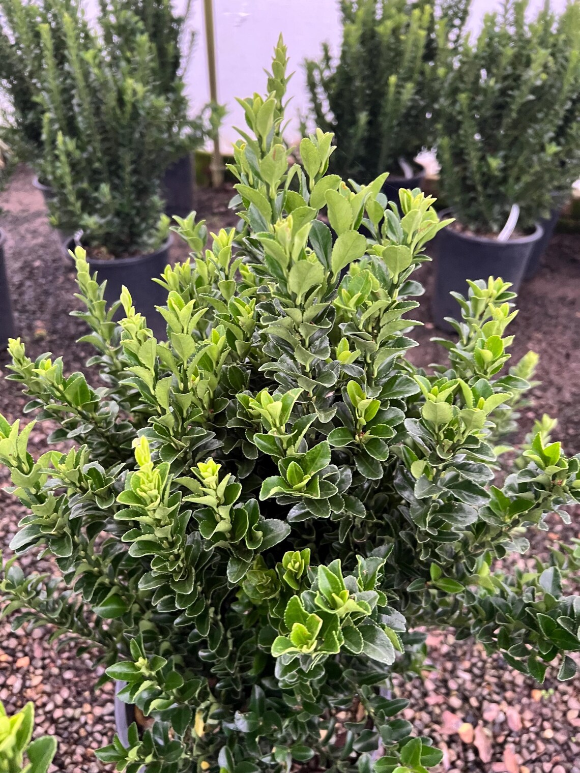 Euonymus Japonicus 'greenspire' | Columnar Japanese Spindle, Low ...