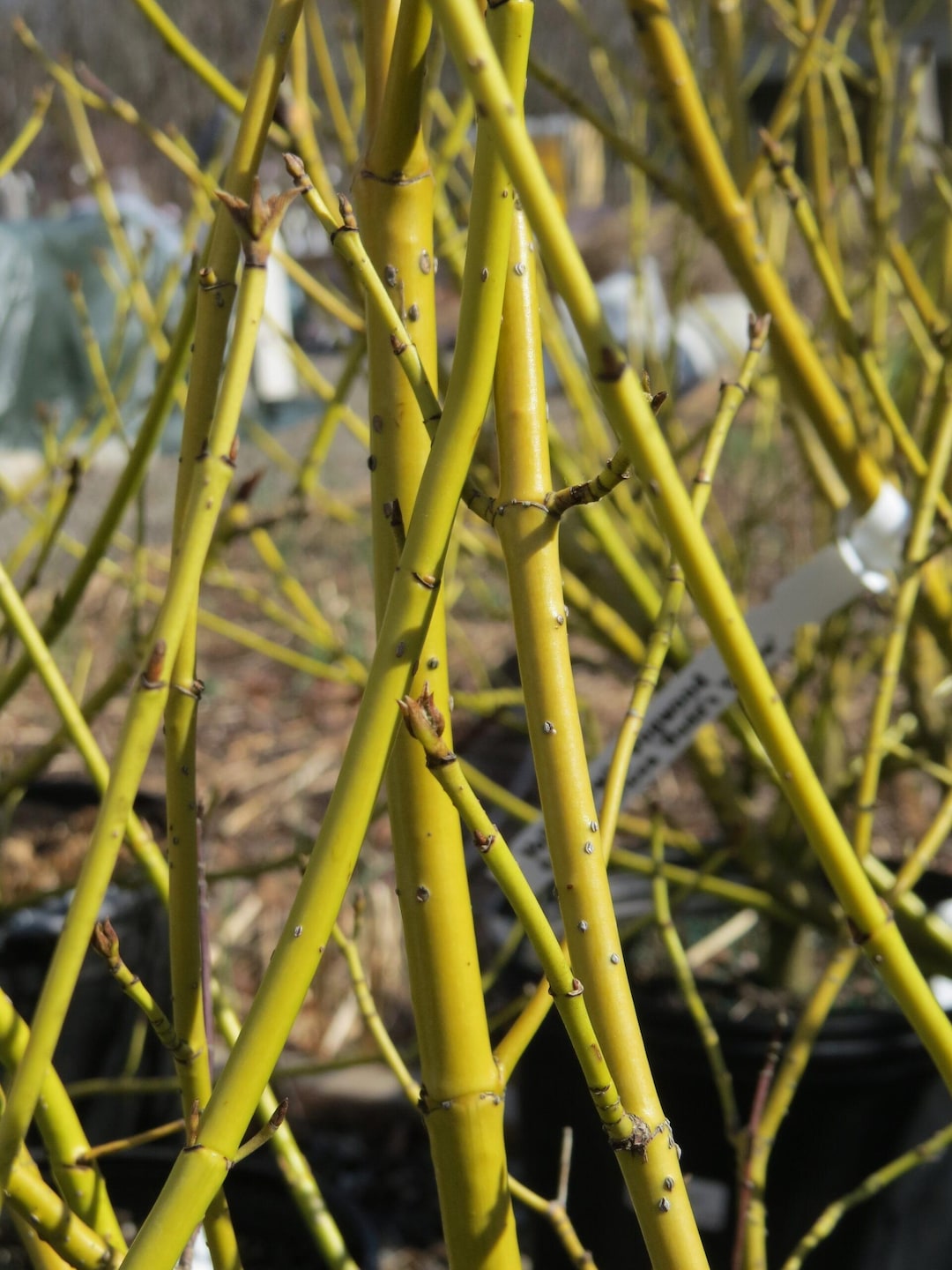 Cornus Sericea Flaviramea, Shrub Yellow Twig Dogwood 1 Gallon Pot Well ...