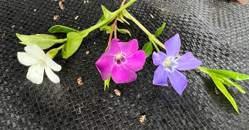 Vinca Minor | Periwinkle Trio - 'alba', 'merlot' and 'bowles Blue' - 3. ...