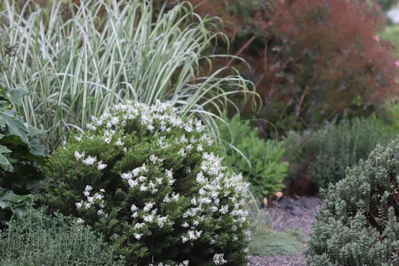 Hebe Buxifolia | Boxleaf Hebe, Compact Flowering Evergreen Shrub ...
