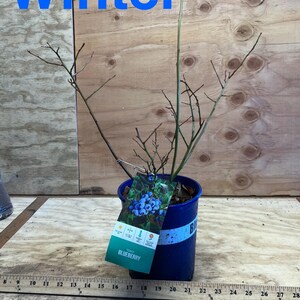 Berry Plant | Blueberry Toro Variety | Deciduous Fruiting Shrub ...