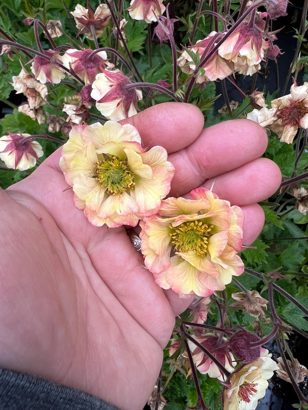 Geum 'pretticoats Peach' | Avens, Evergreen Perennial - Multiple Size ...