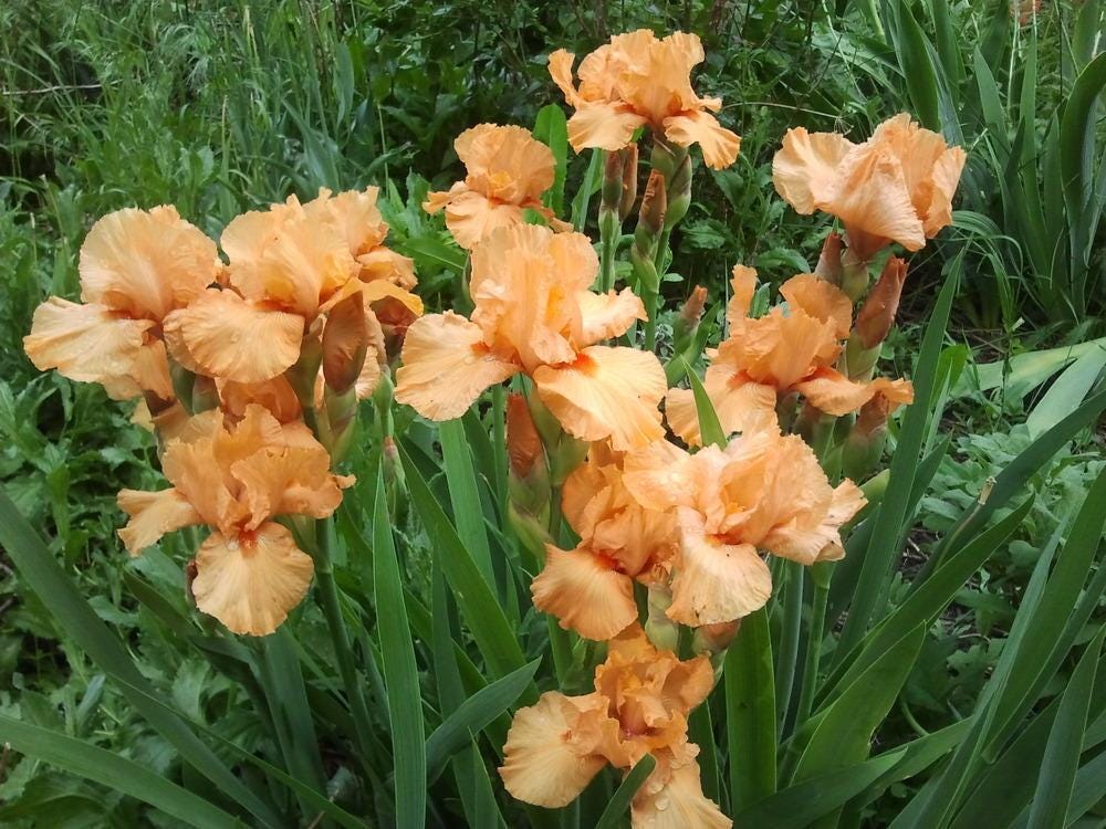 Iris 'orange Harvest' | Orange Bearded Iris | Reblooming Perennial | 1 ...