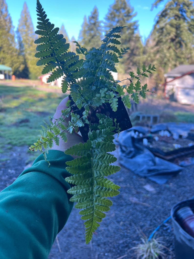 Dryopteris X Complexa | Buckler Fern, Hardy Shade-loving Perennial - Etsy
