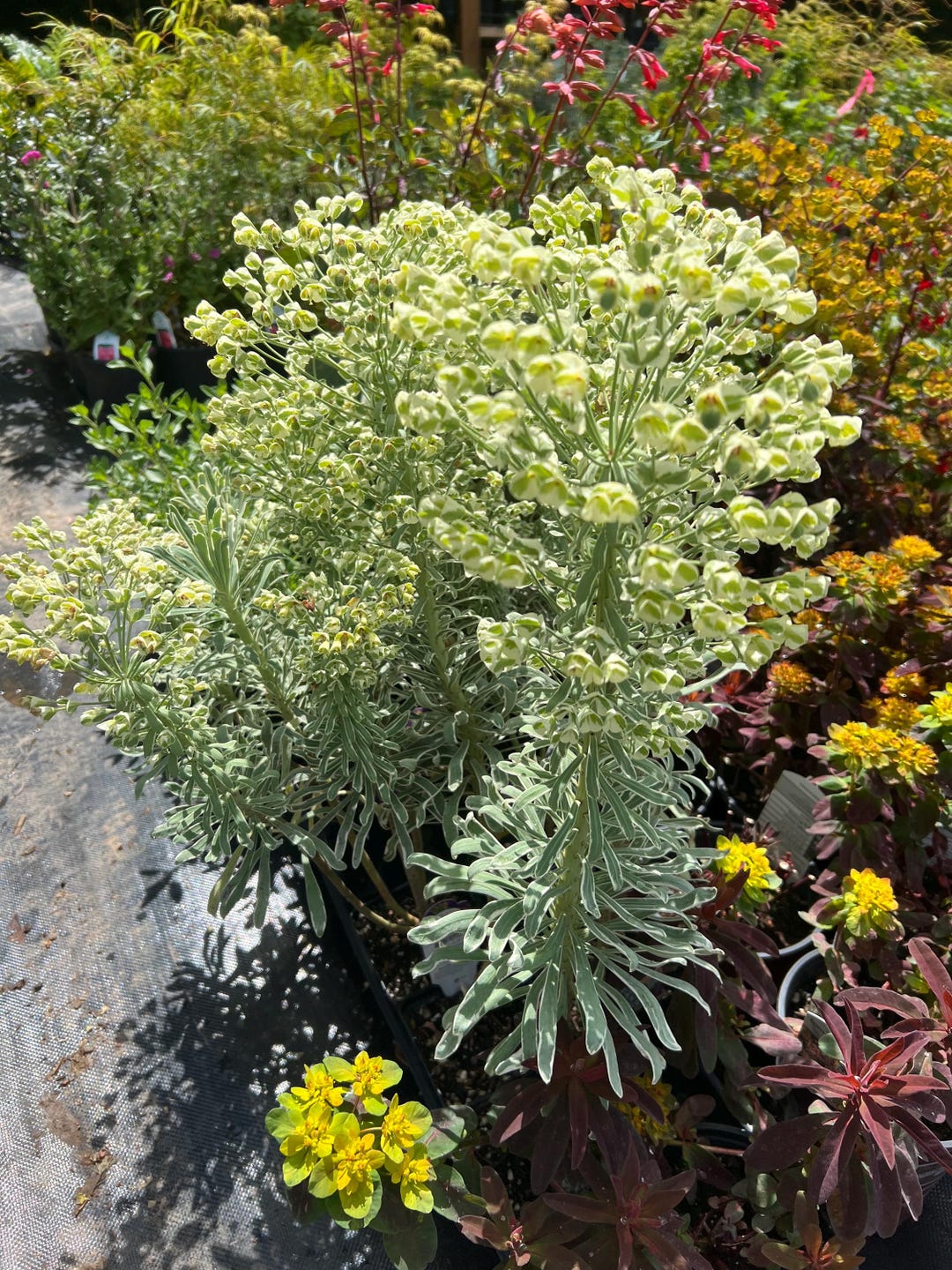 Euphorbia 'glacier Blue' | Silver Blue Variegated Spurge, Evergreen - Etsy