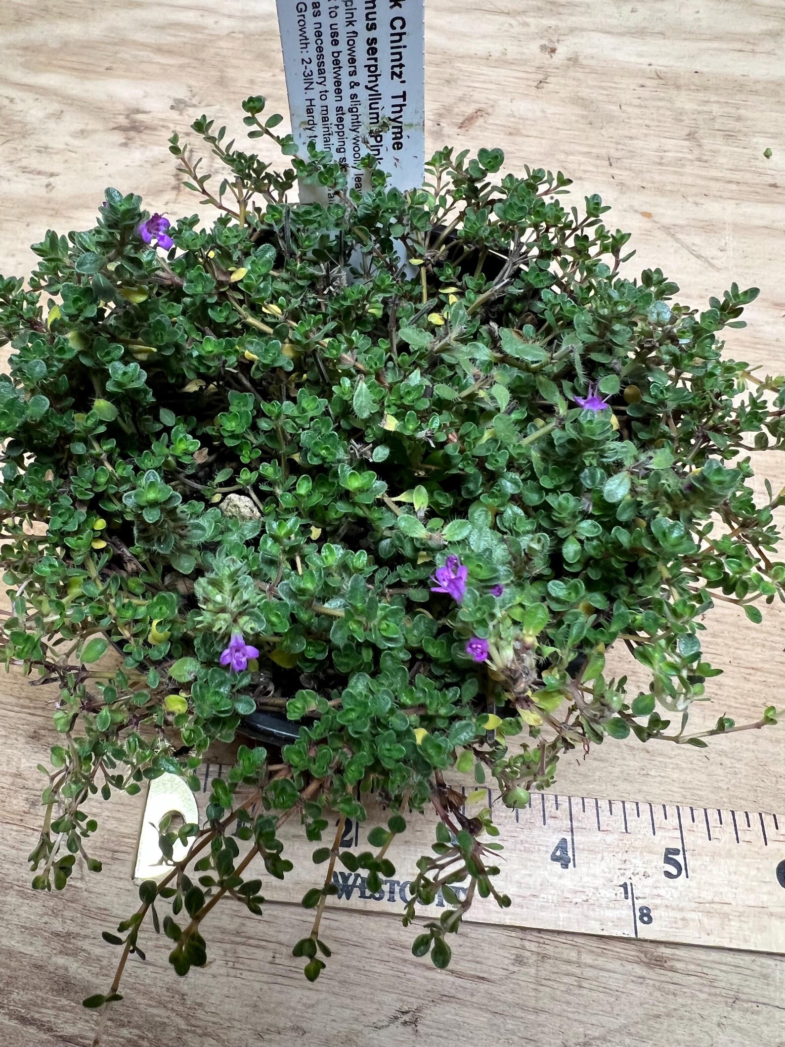 Thymus Serpyllum ‘pink Chintz’ | Pink Creeping Thyme, Aromatic ...