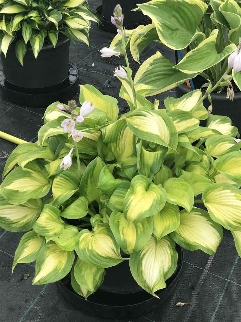 Hosta 'lakeside Banana Bay' | Small Variegated Plantain Lily - Etsy