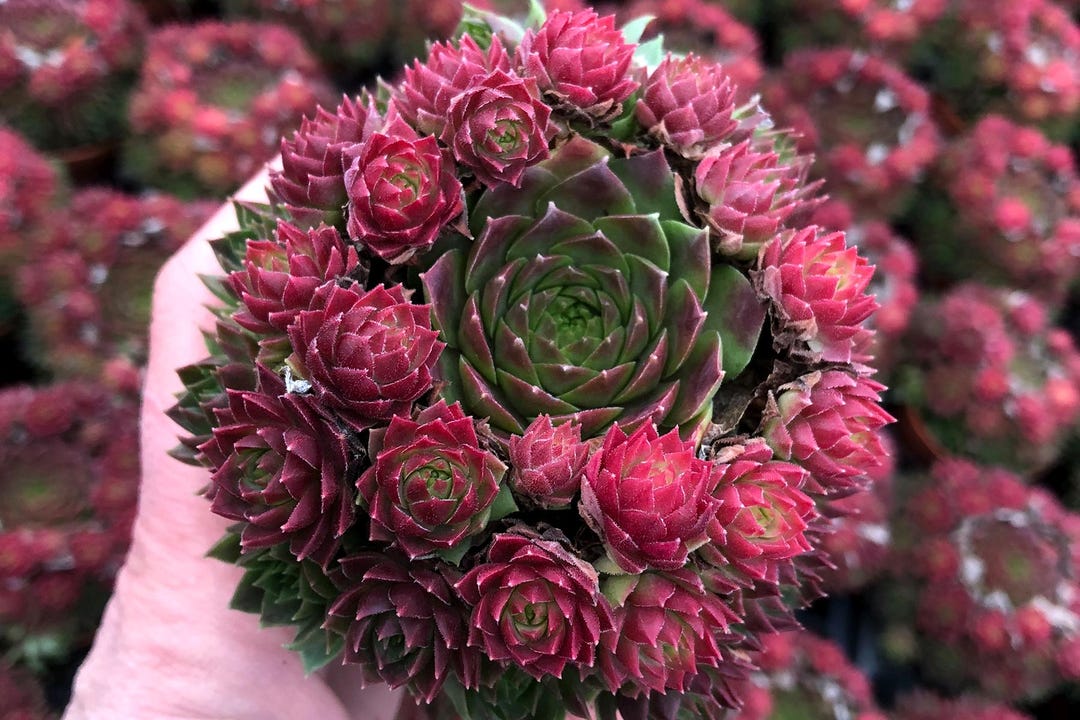Sempervivum 'colorockz Ruby Lime' | Color Changing Hens and Chicks ...