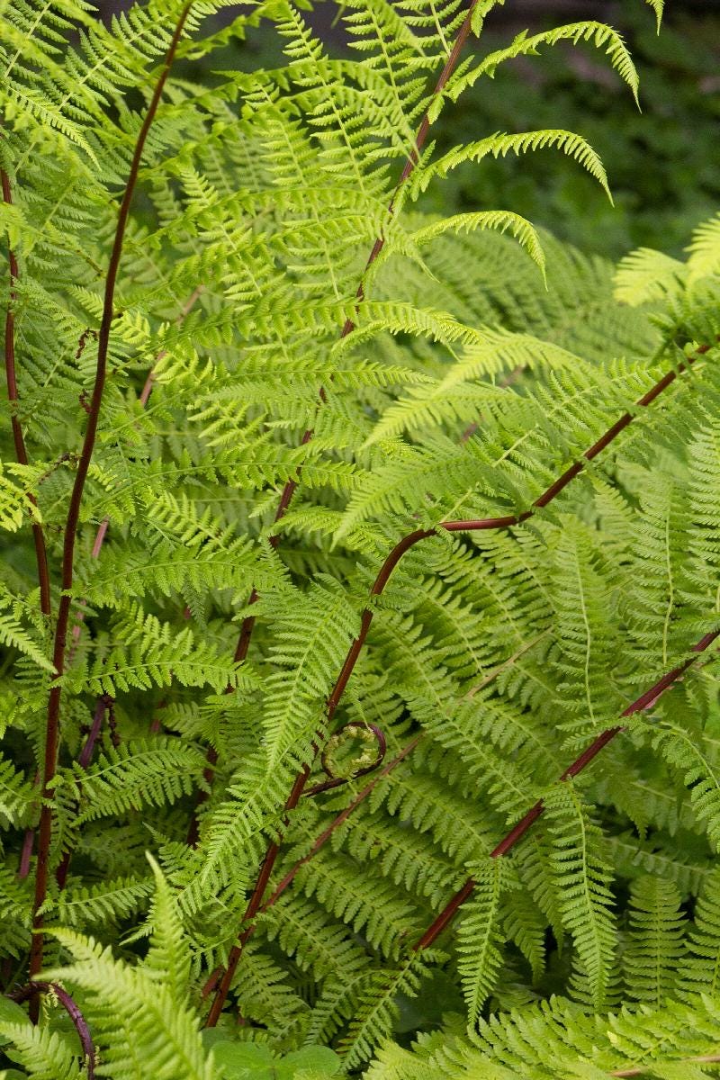 Athyrium Filix-femina Angustum 'lady-in-red' | Lady Fern, Deciduous - Etsy