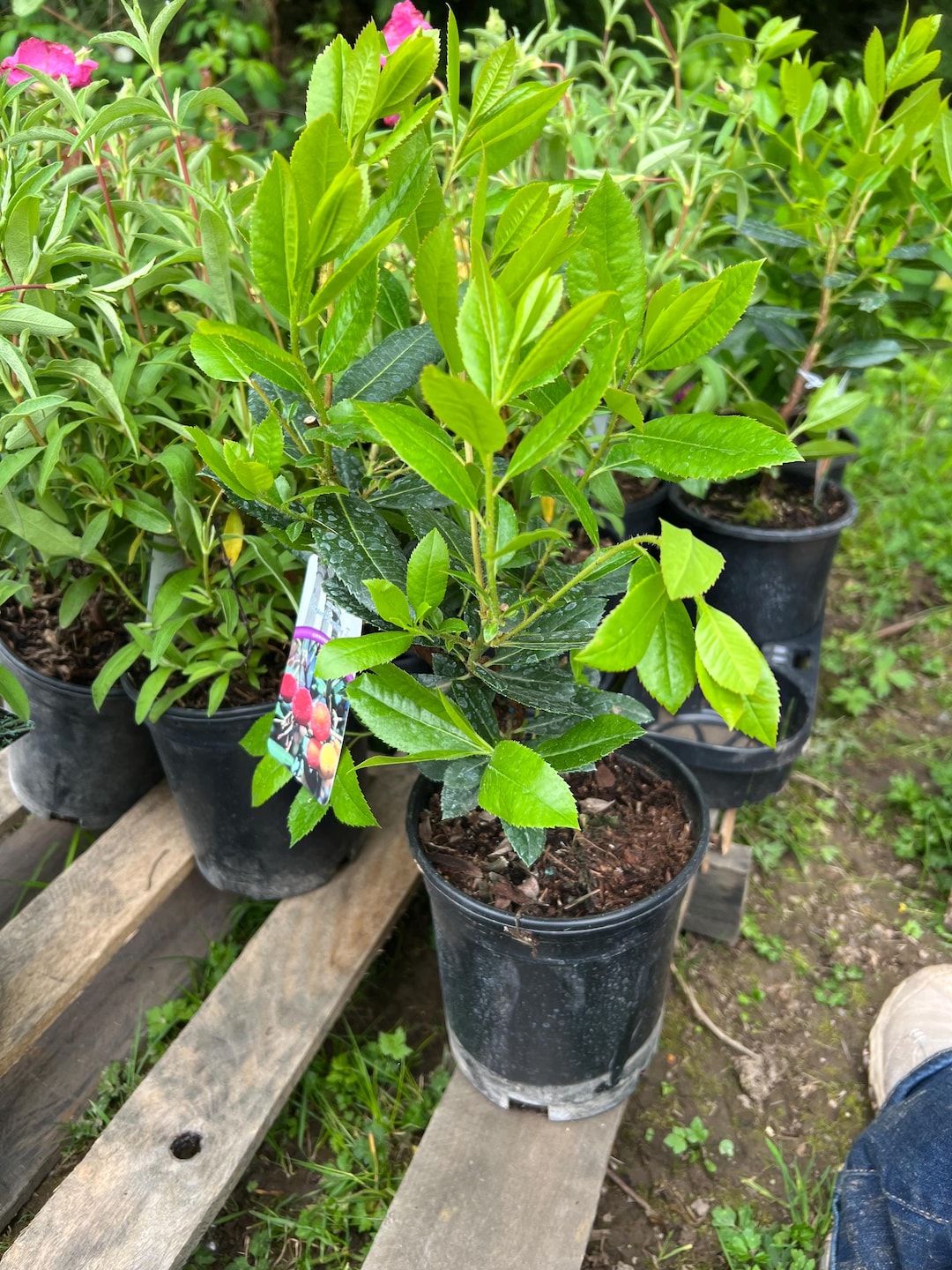 Arbutus Unedo 'compacta' | Dwarf Strawberry Tree, 1 Gallon Pot - Etsy