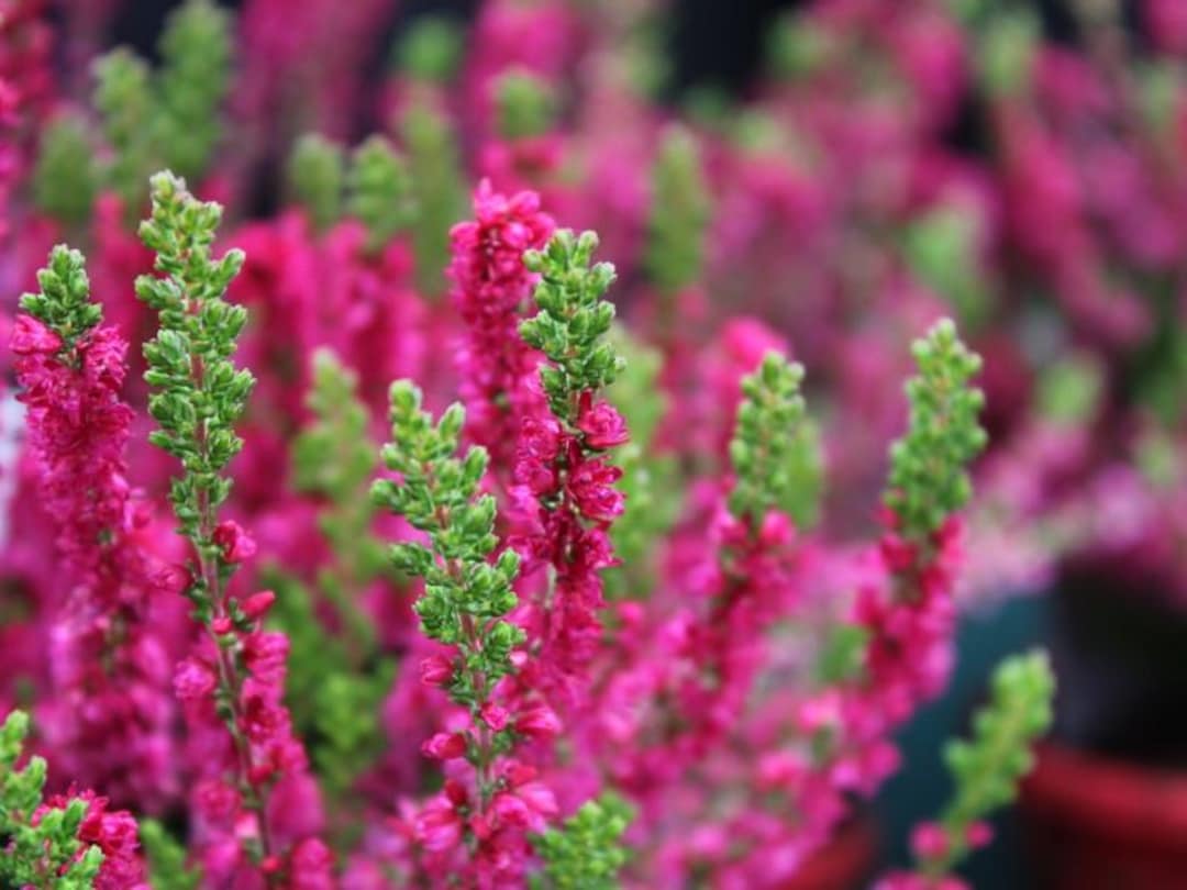 Calluna ‘dark Beauty’ | Scottish Heather | Vibrant Colors | Evergreen ...