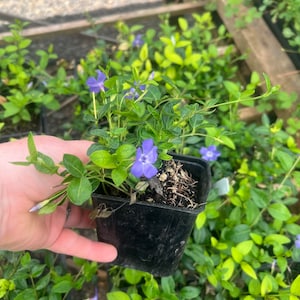 Vinca Minor | Common Periwinkle | Evergreen Groundcover | Available in ...