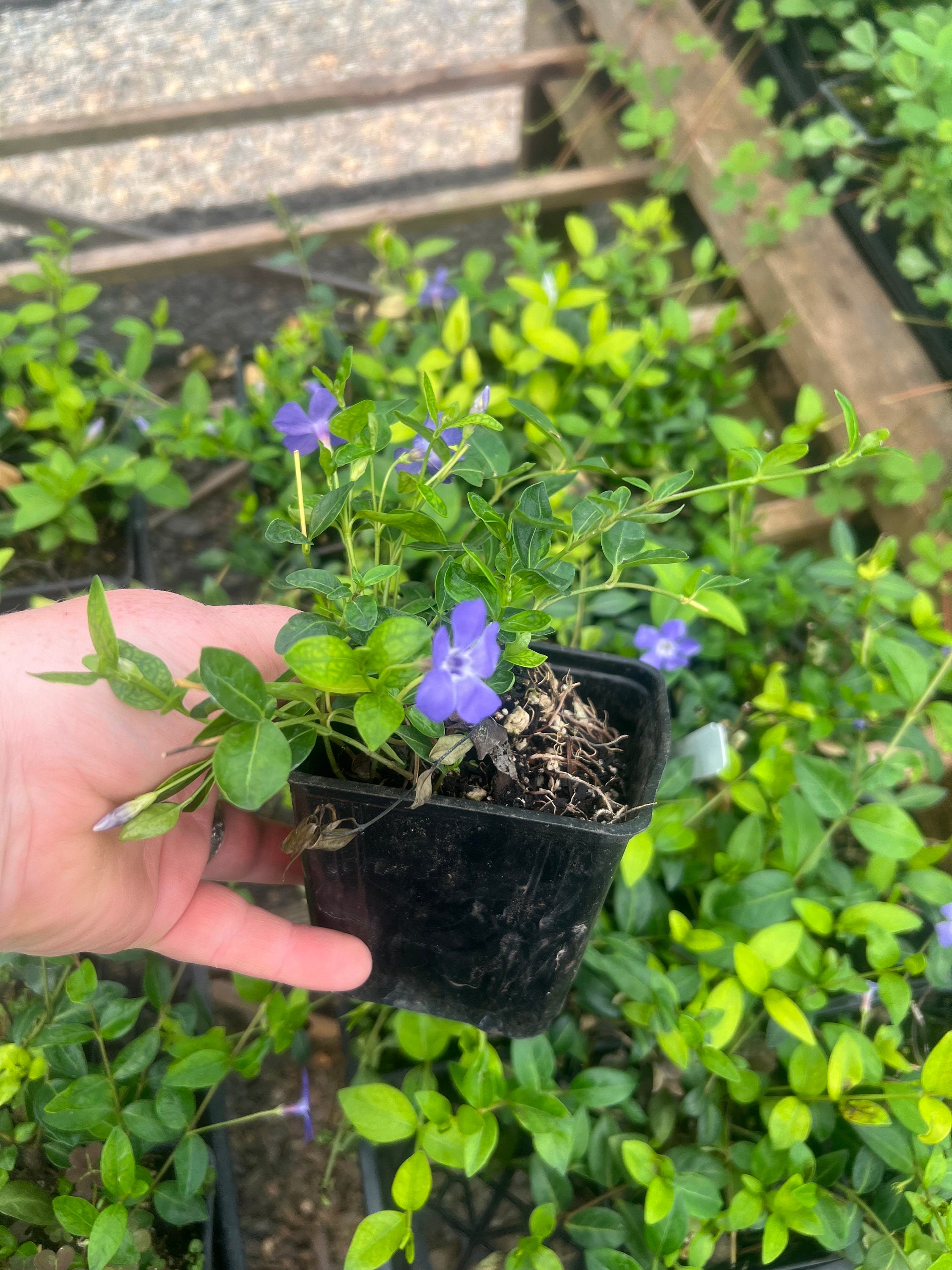 Vinca Minor 'bowles Blue' | Common Periwinkle, Evergreen Groundcover - Etsy