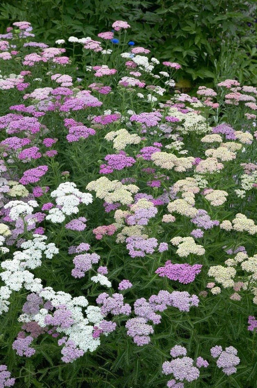 Achillea Millefolium 'summer Pastels' | Pastel Flowering Yarrow ...