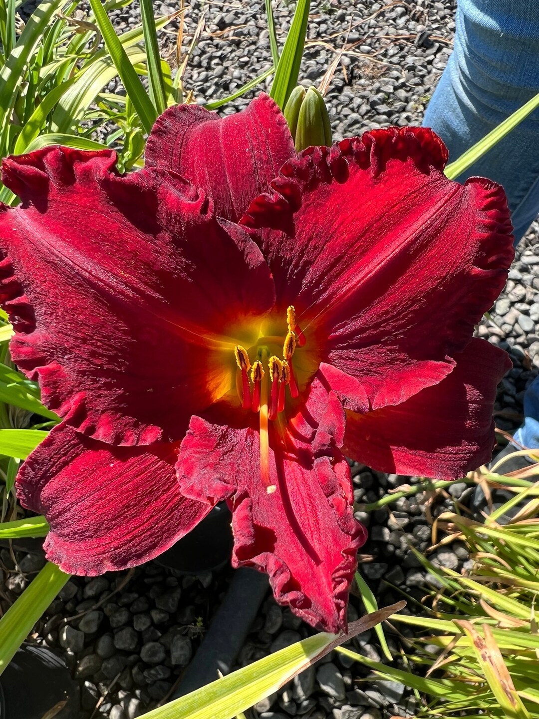 Daylily Chicago Apache, Hemerocallis 1 Bareroot - Etsy