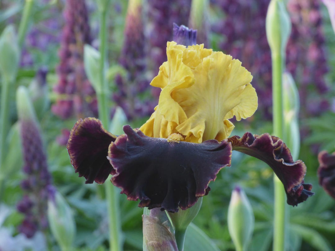 Iris 'sun Devil' | Bearded Iris | Reblooming | 1 Bareroot Rhizome ...