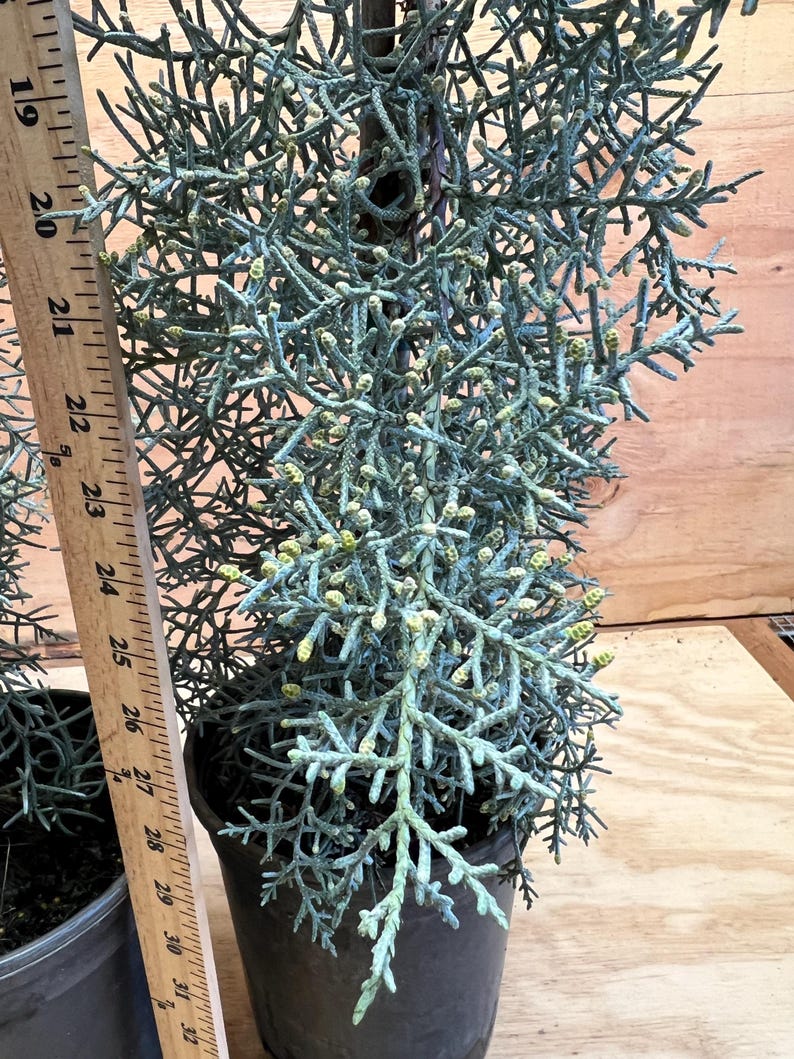 Cupressus Arizonica 'blue Ice' | Arizona Cypress, Evergreen Conifer - 1 ...