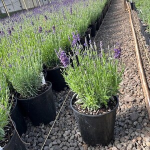 Lavandula X Intermedia 'provence' | French Lavender, Fragrant Evergreen ...