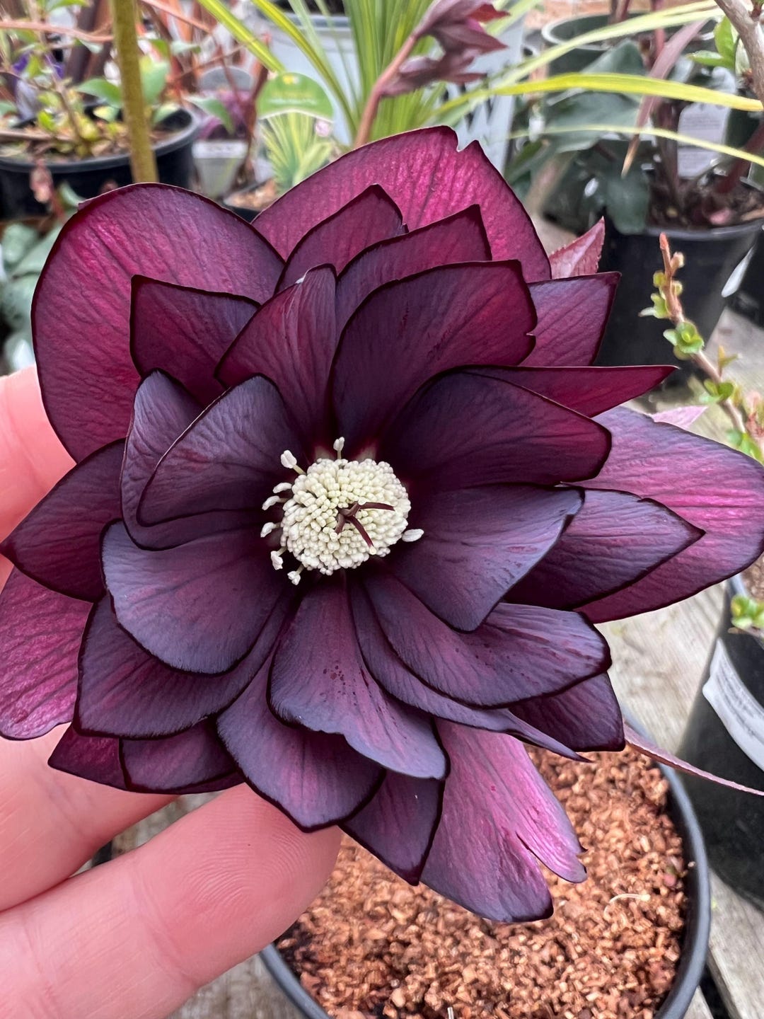 Lenten Rose True Love, Red Double Christmas Rose, Winter Jewels Series ...