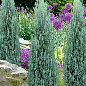 Juniperus Blue Arrow, Upright Blue Juniper, Evergreen Conifer 1 Gallon ...