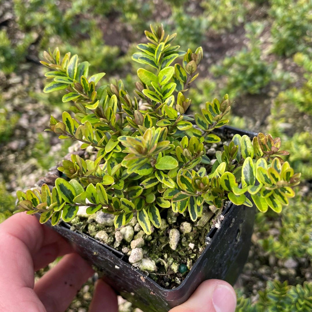 Lonicera Nitida 'lemon Beauty' | Variegated Box Honeysuckle, Compact ...