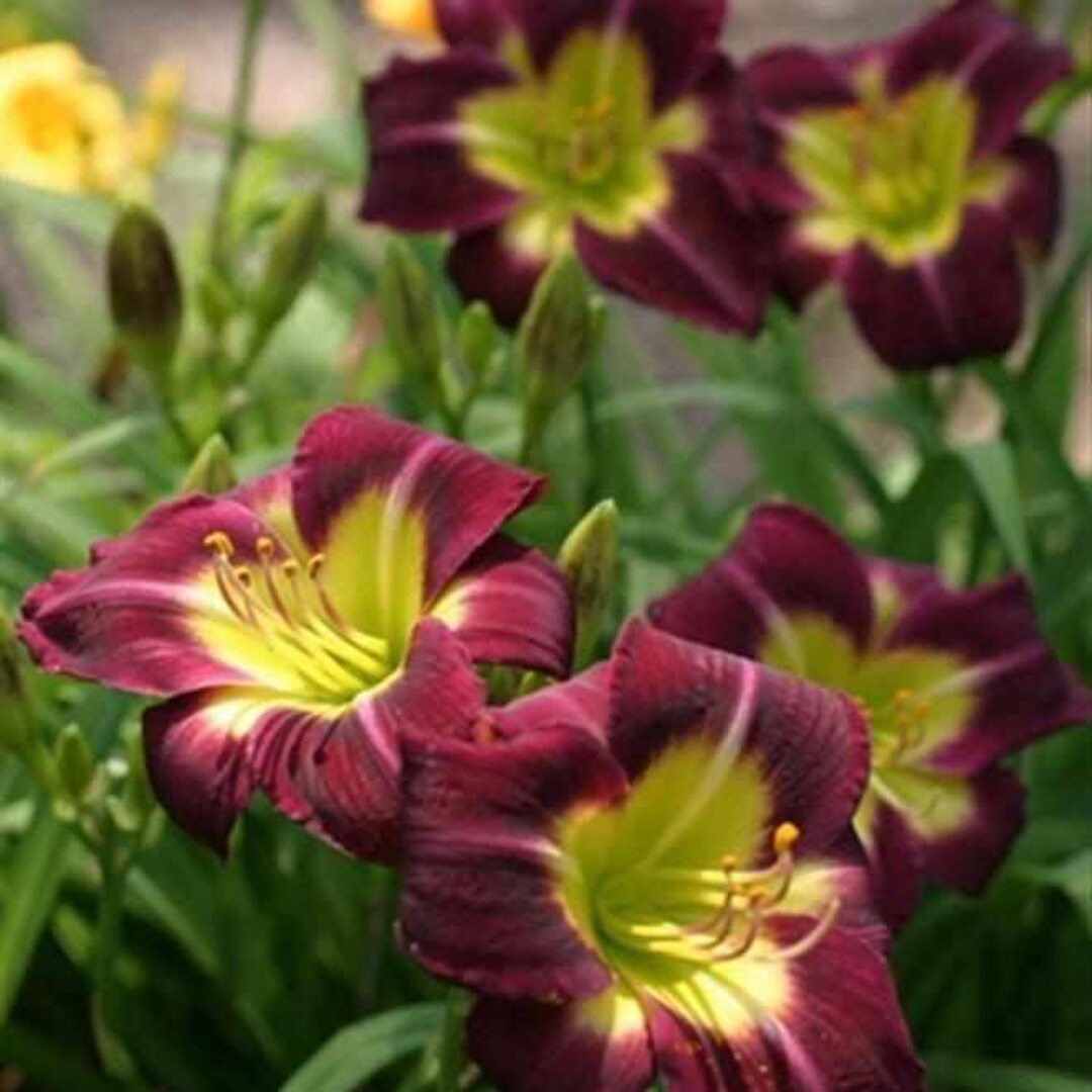 Daylily Night Beacon, Reblooming Hemerocallis 1 Bareroot - Etsy