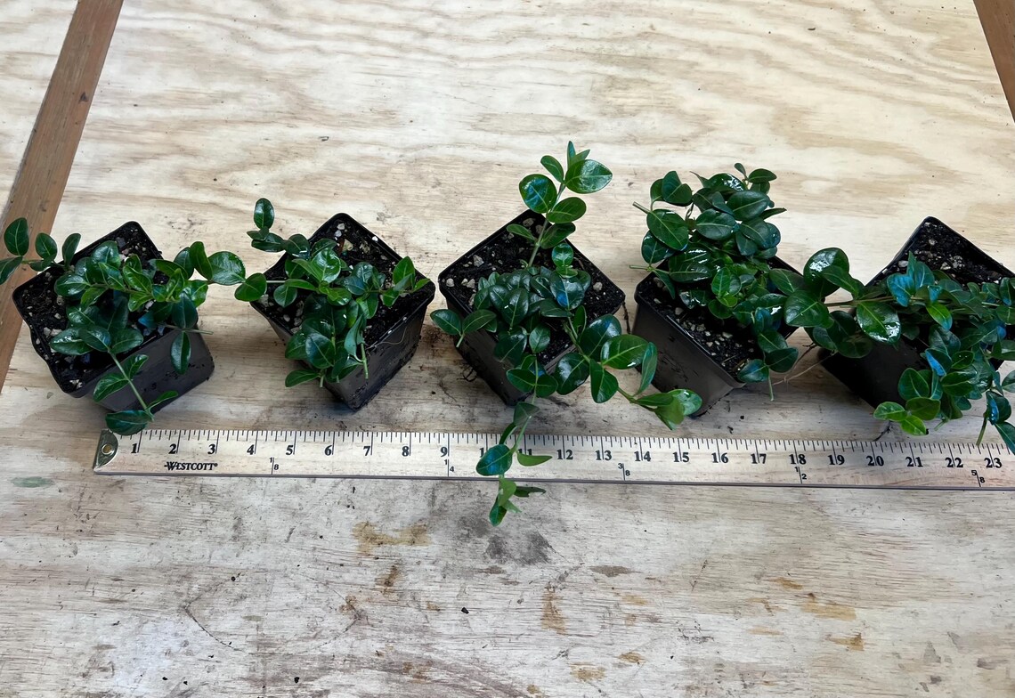 Vinca Minor 'merlot’ | Burgundy Purple Periwinkle | Evergreen ...