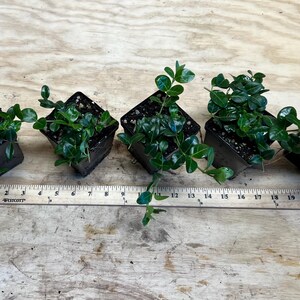 Vinca Minor 'merlot’ | Burgundy Purple Periwinkle | Evergreen ...