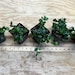 Vinca Minor 'merlot’ | Burgundy Periwinkle, Evergreen Groundcover - Etsy