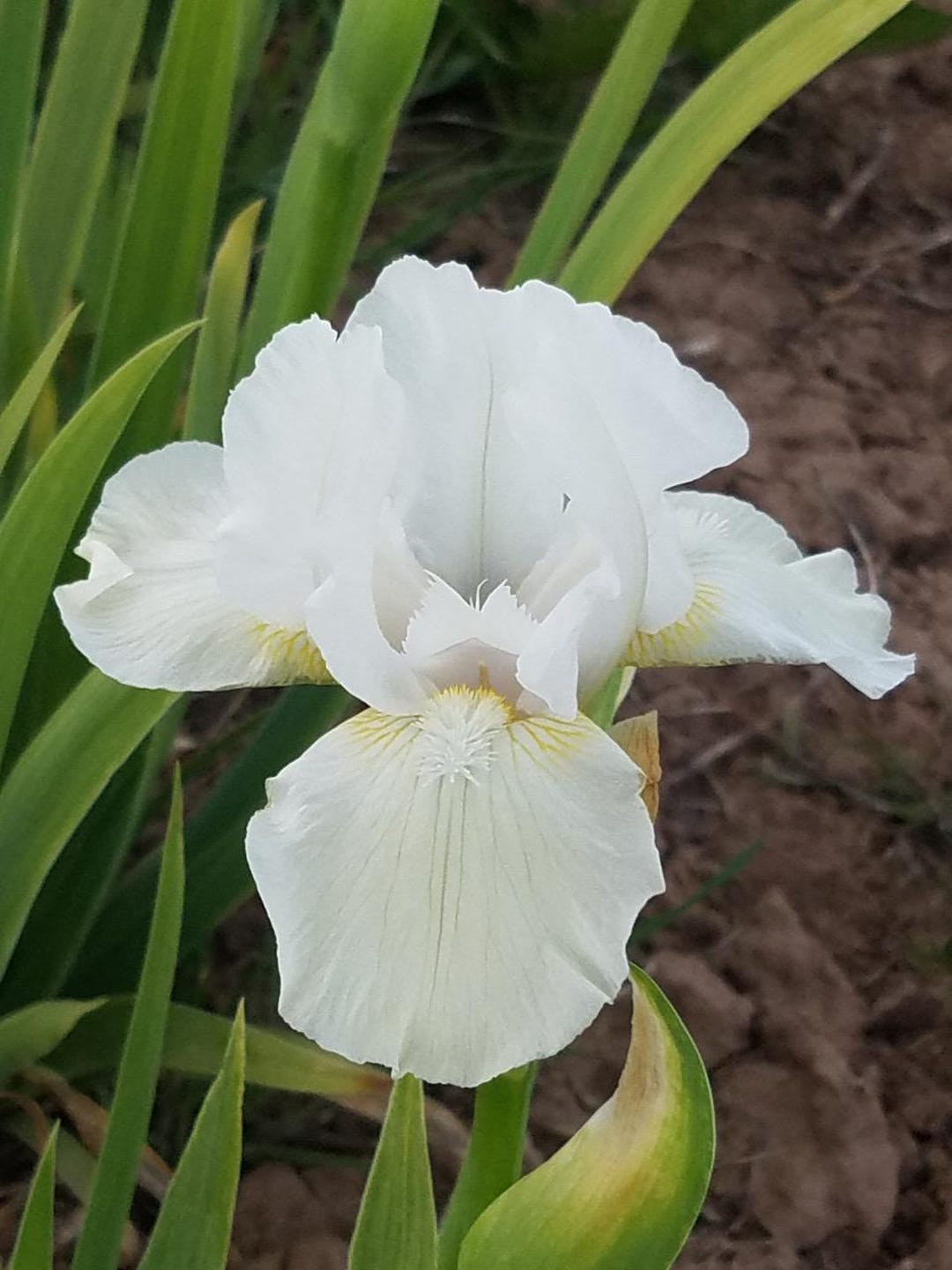 Iris LO Ho Silver, White Bearded Iris 1 Bareroot Bulb - Etsy
