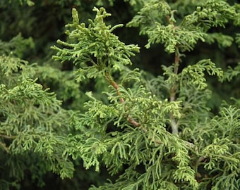 Chamaecyparis Obtusa 'hage' | Hinoki Cypress, Dwarf Evergreen Conifer ...
