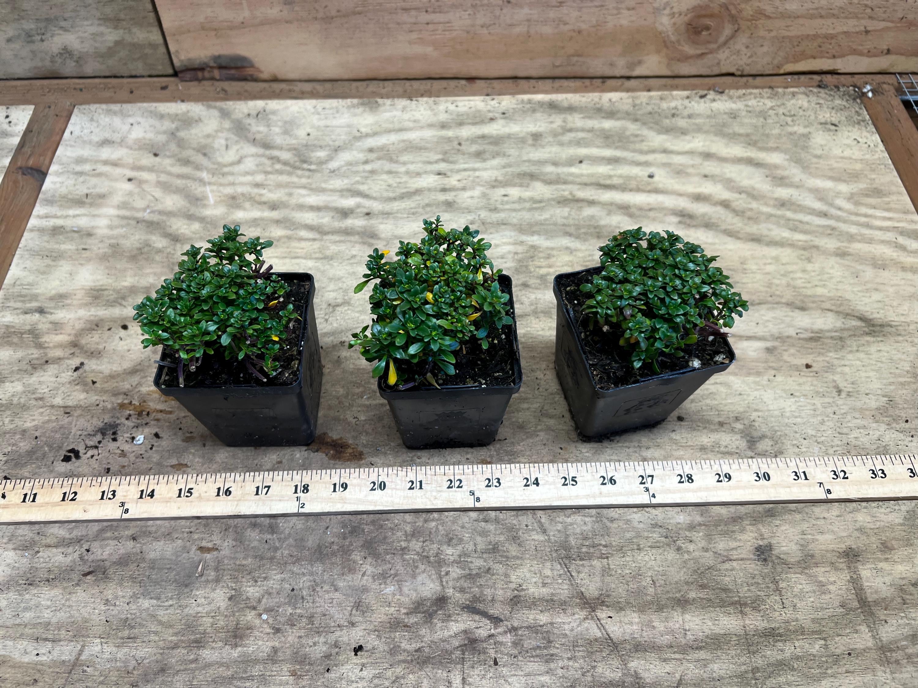Iberis Sempervirens ‘pink Ice’ | Evergreen Candytuft - Etsy