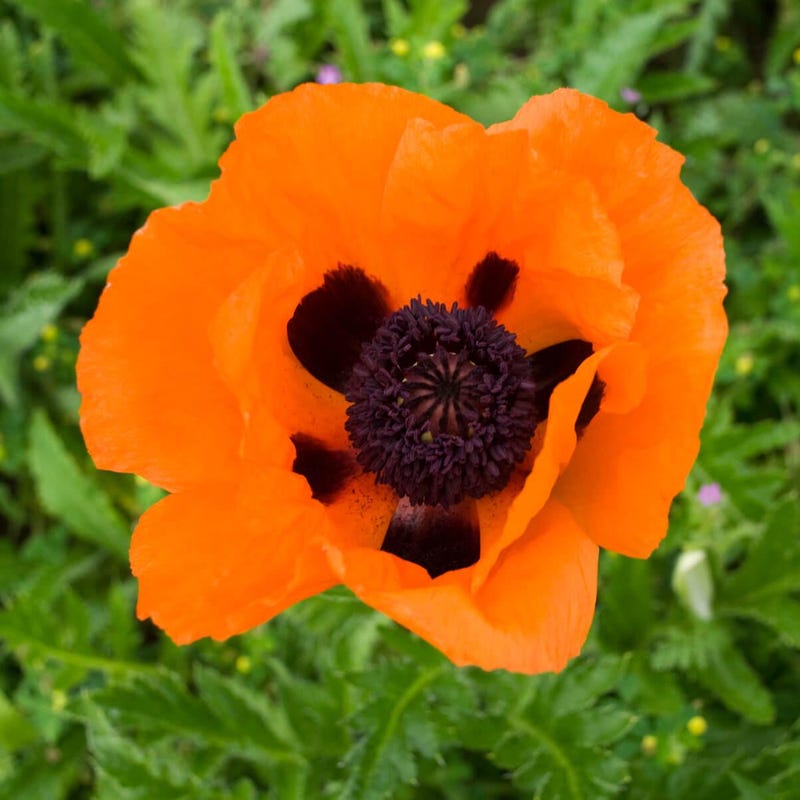 Oriental Poppy - Etsy