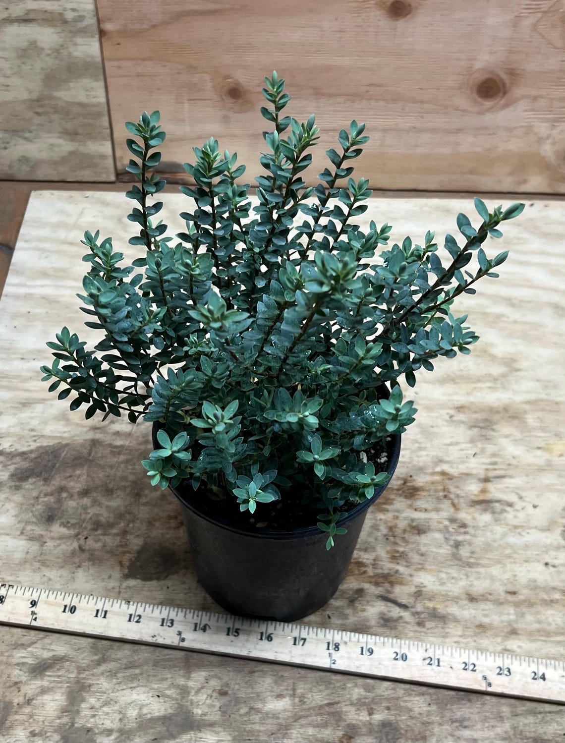 Hebe 'western Hills' | Silver Blue Evergreen Shrub | Flowering Shrub ...