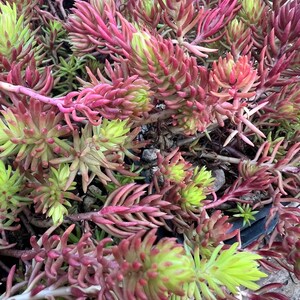 Sedum Solar Spice, Stonecrop Succulent, Cold Hardy Evergreen Carpet ...