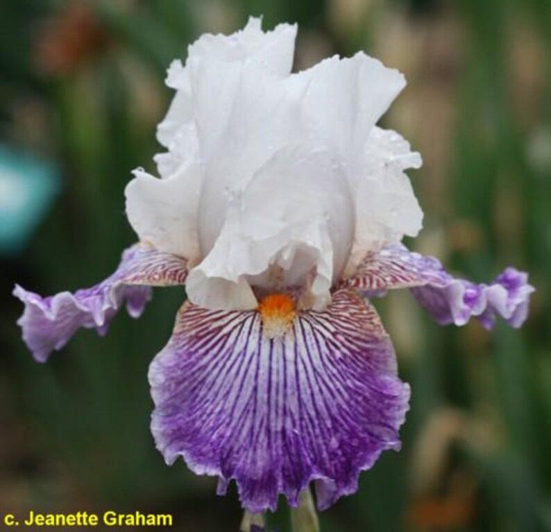 Iris 'crow's Feet' | Bearded Iris | Reblooming Perennial | 1 Bareroot ...