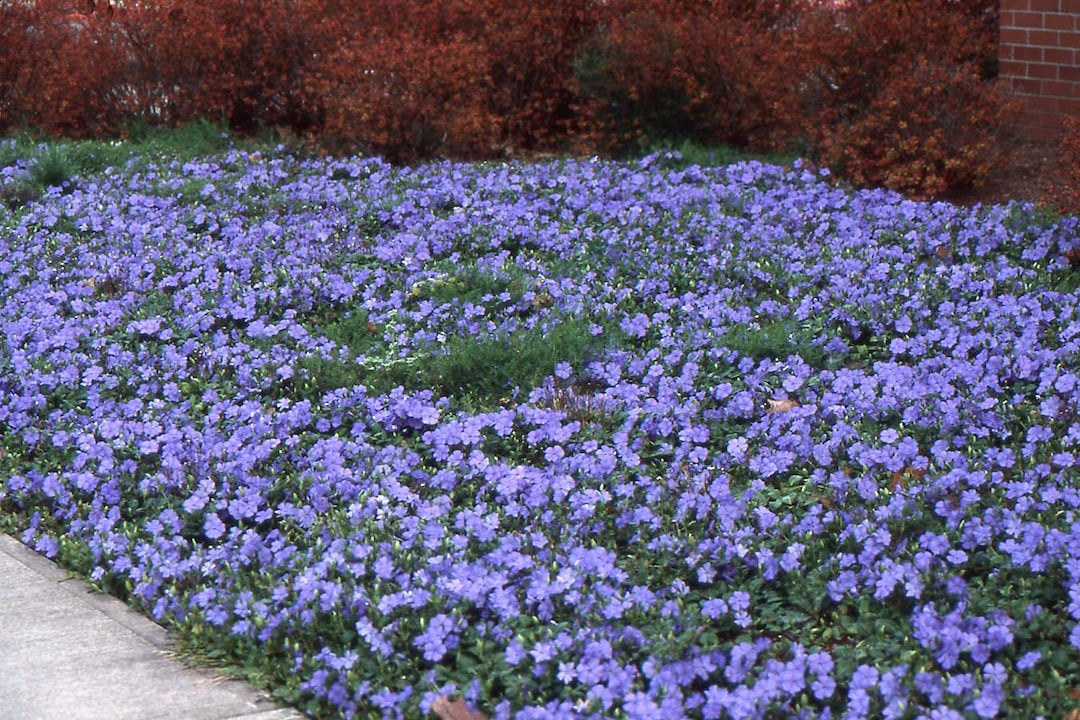 Vinca Minor 'bowles Blue' | Common Periwinkle, Evergreen Groundcover - Etsy
