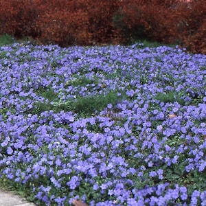 Vinca Minor 'bowles Blue' | Common Periwinkle, Evergreen Groundcover - Etsy
